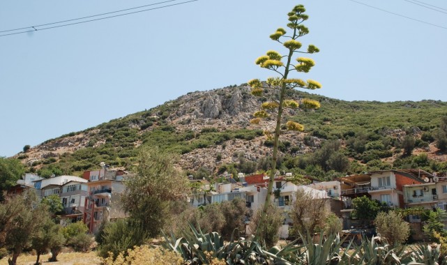 100 yılda bir çiçek açan sabır otu İzmir'de çiçeklendi - Çevre - İzmir ... 100 yılda bir çiçek açan sabır otu İzmir'de çiçeklendi - Çevre - İzmir ...