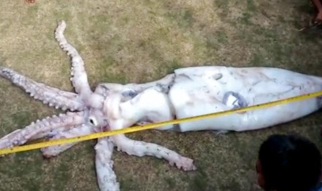 İzmir'de dev kalamar korkuttu! - Gündem - İzmir gündemi